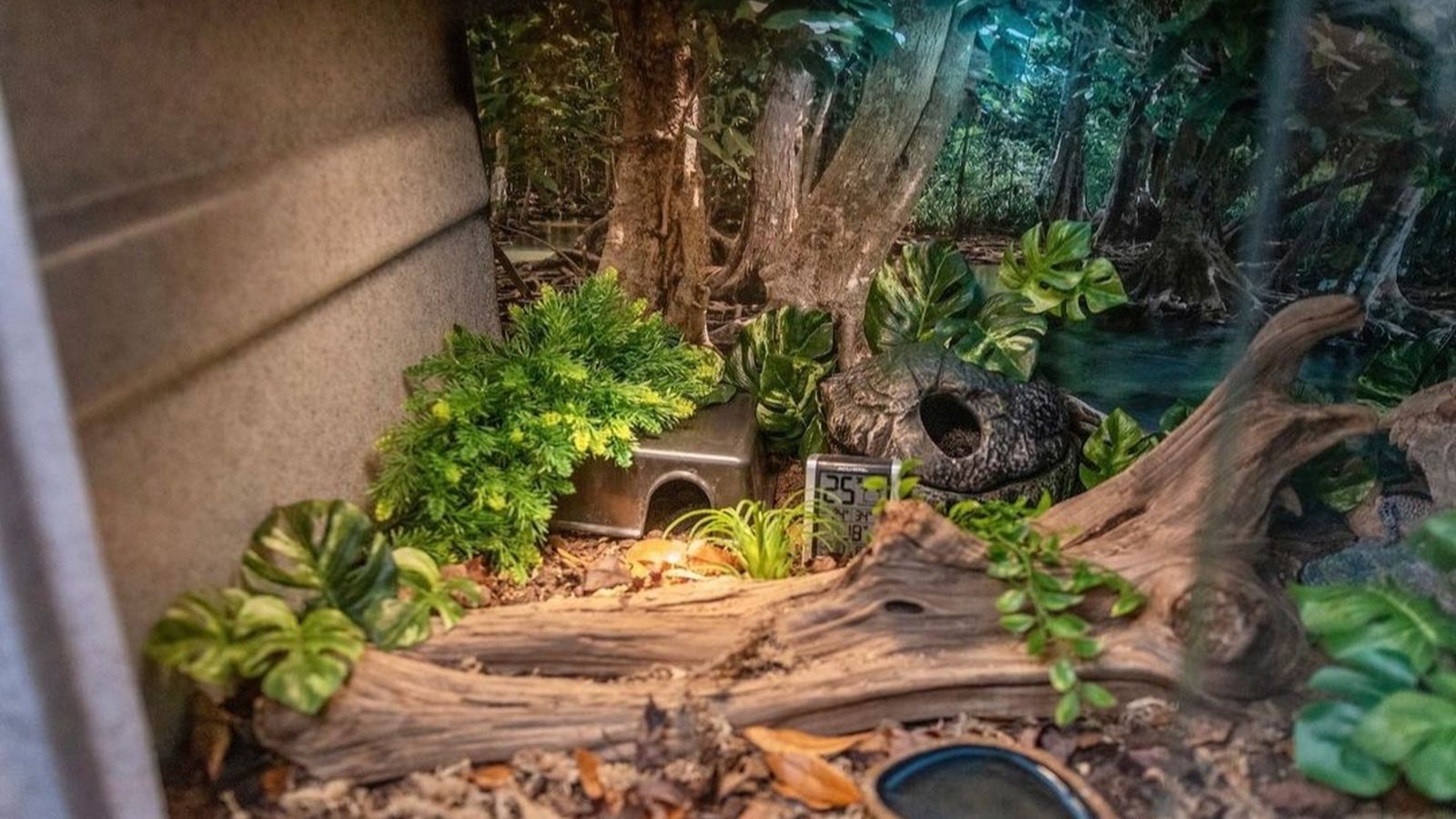 5 Easy Ways to Control Humidity in a Reptile Enclosure - Vision Products