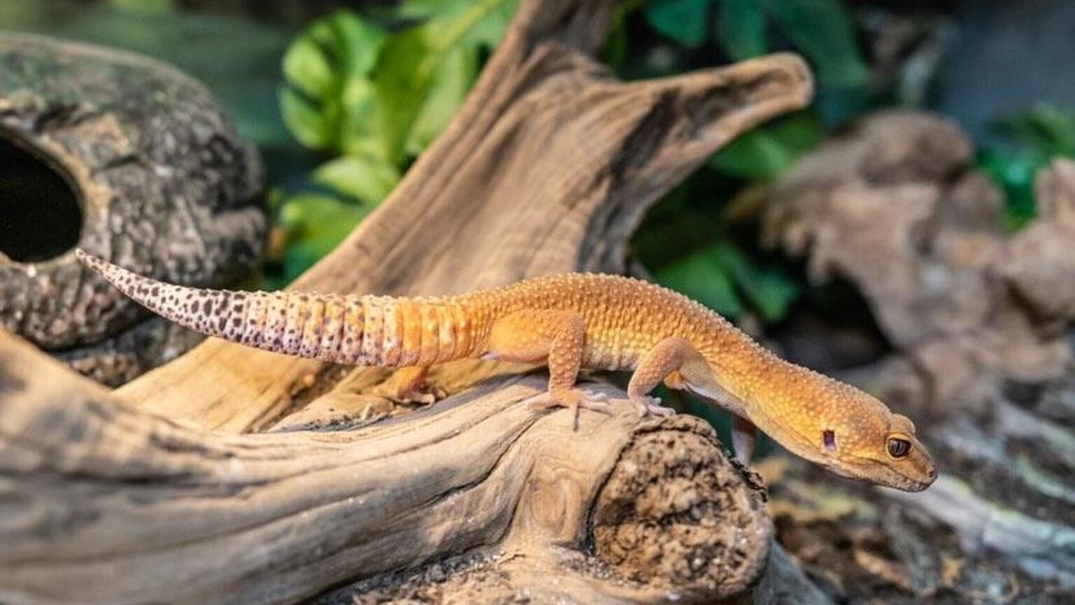 Leopard Gecko Enclosure - Vision Products