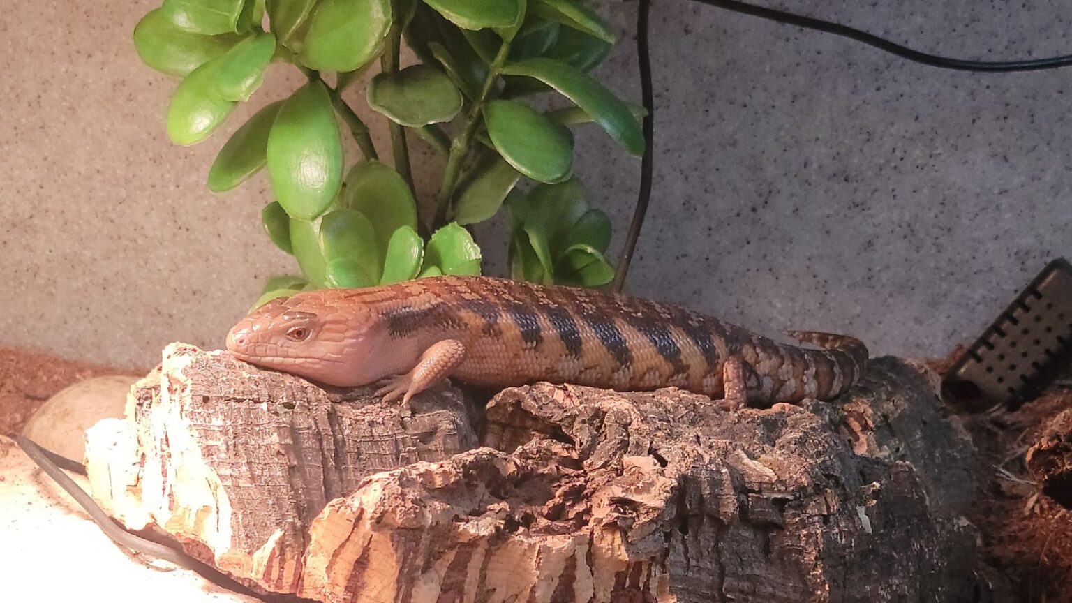 Blue Tongue Skink Enclosure - Vision Products