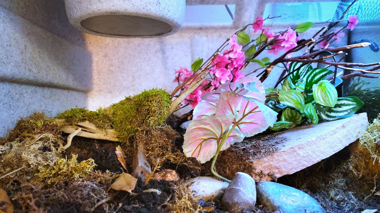 The Bioactive Vivarium: Is it The Best Home For a Reptile? - Vision ...