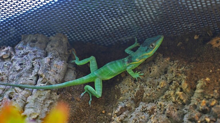 5 Small Reptile Pets That Live Happily in a 20-gallon Tank - Vision ...