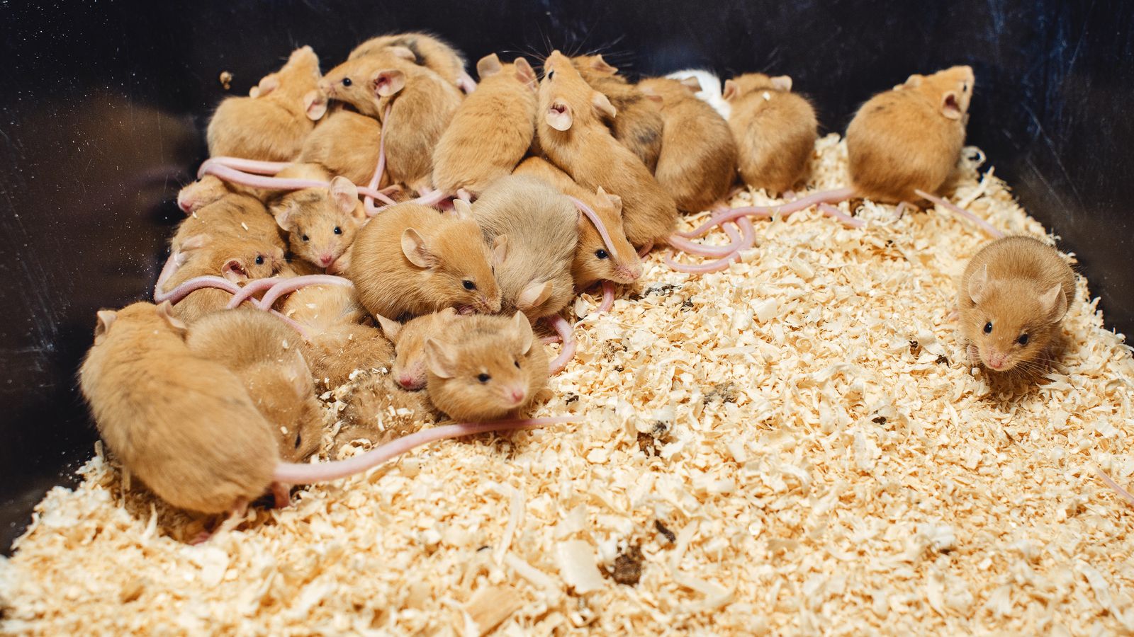 The Pros and Cons of Breeding Your Own Mice - Vision Products