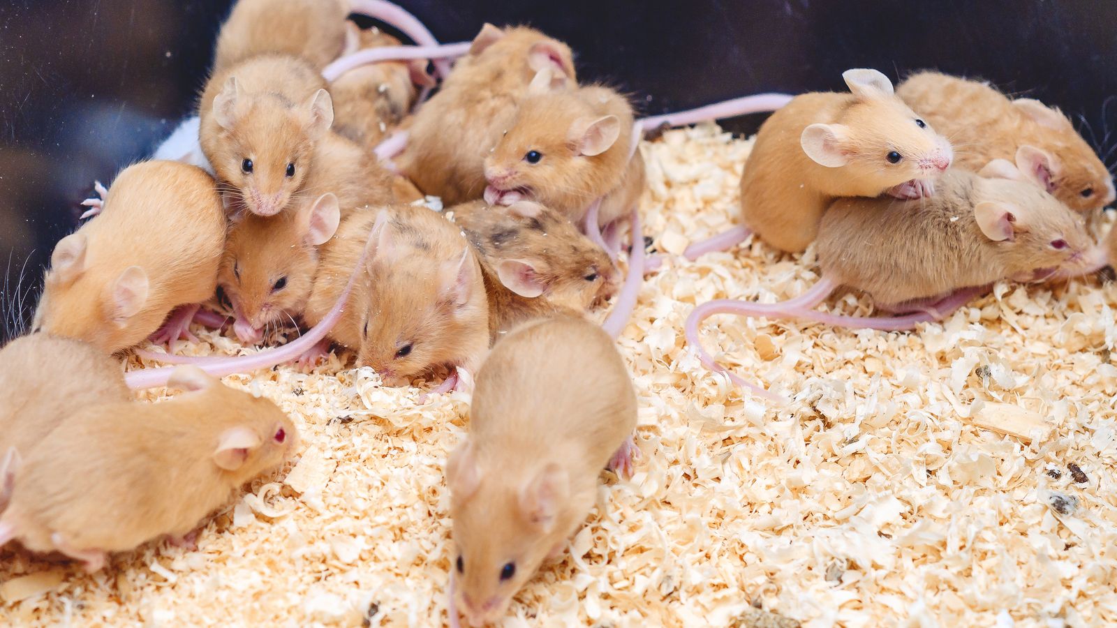 The Pros and Cons of Breeding Your Own Mice - Vision Products