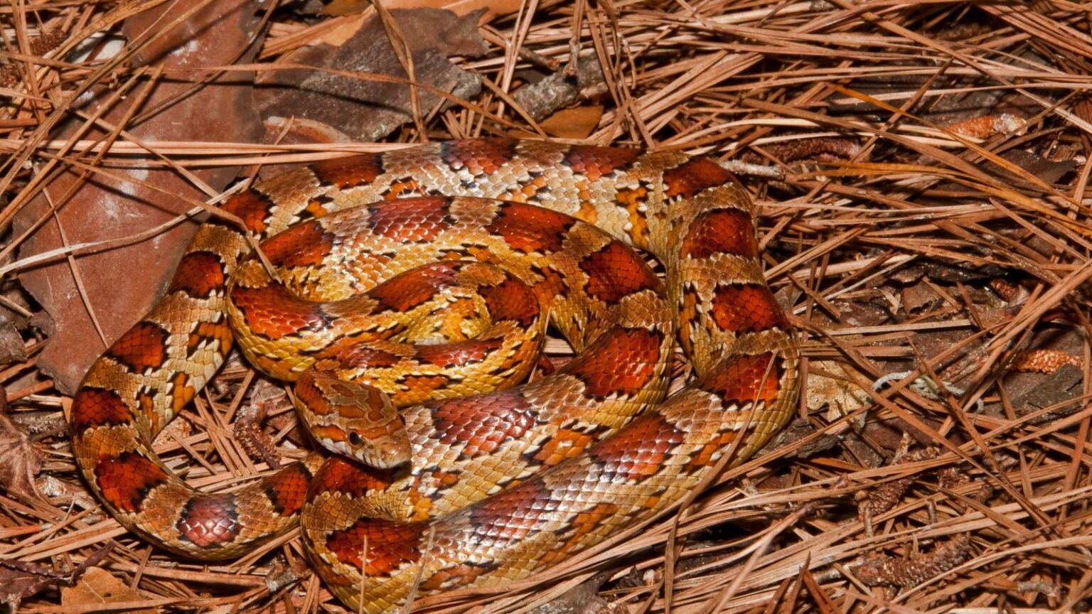Corn Snakes: How to Create the Ideal Enclosure! - Vision Products