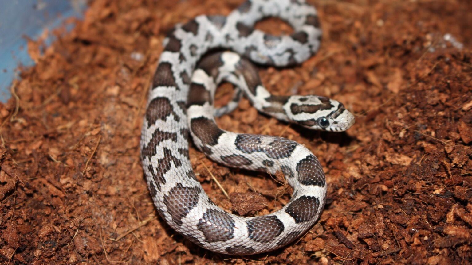 Corn Snakes: How to Create the Ideal Enclosure! - Vision Products