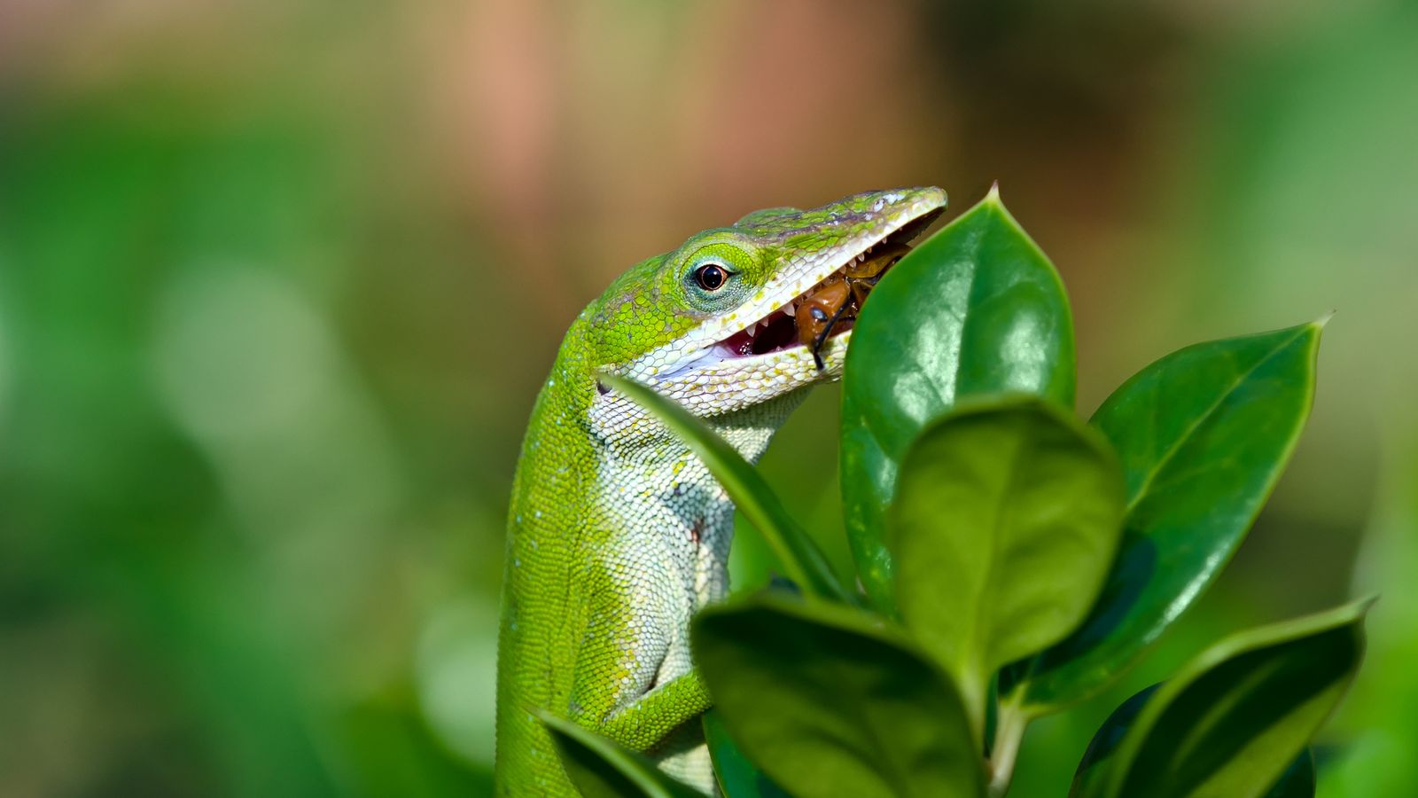 Anoles: Enclosure and Care Advice - Vision Products