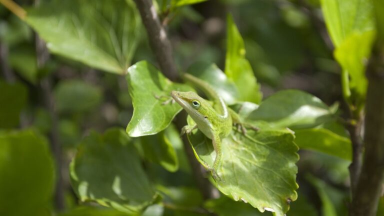 Anoles: Enclosure and Care Advice - Vision Products