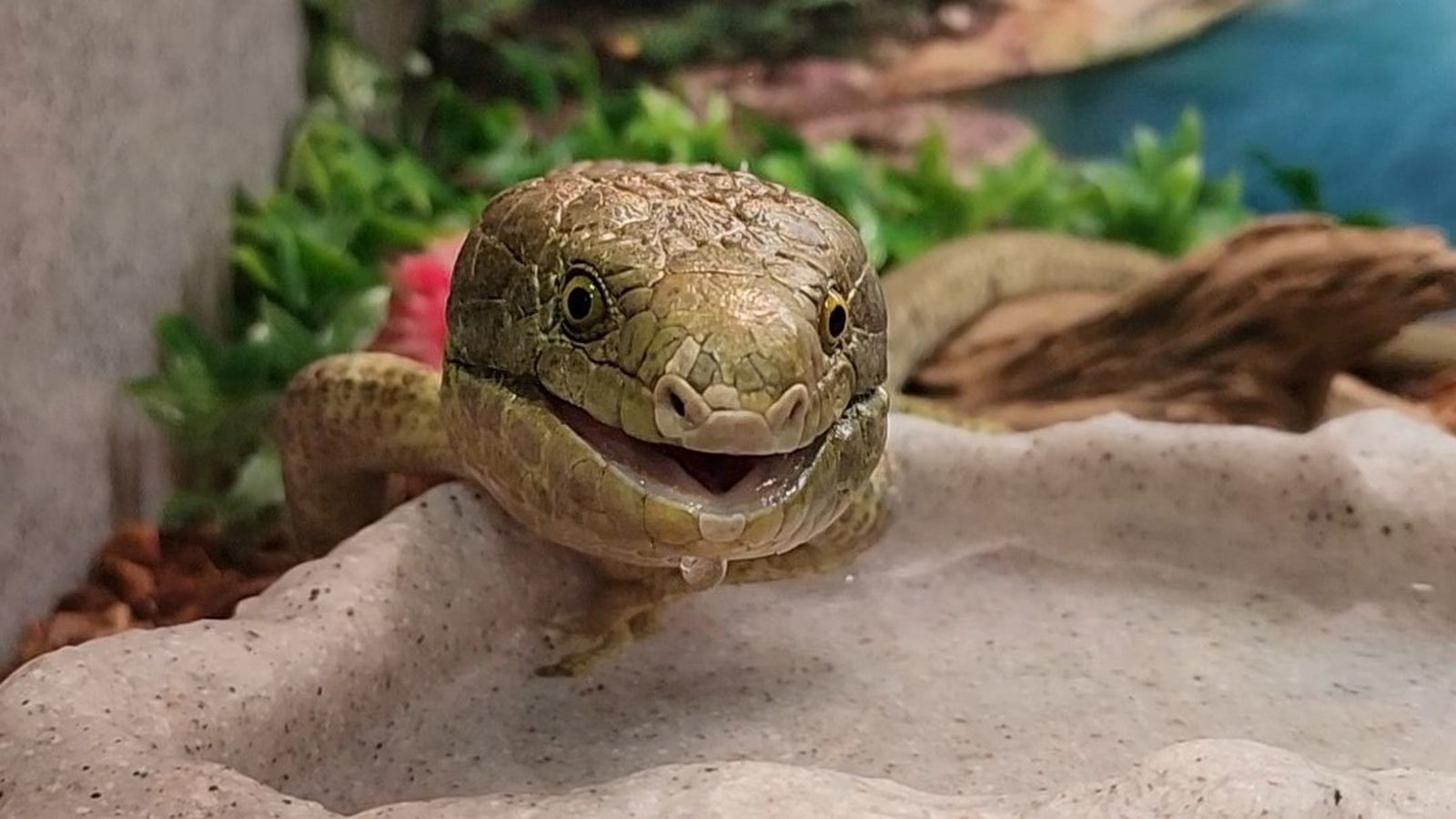Prehensile Tailed Skink: Habitat and Enclosure Advice - Vision Products